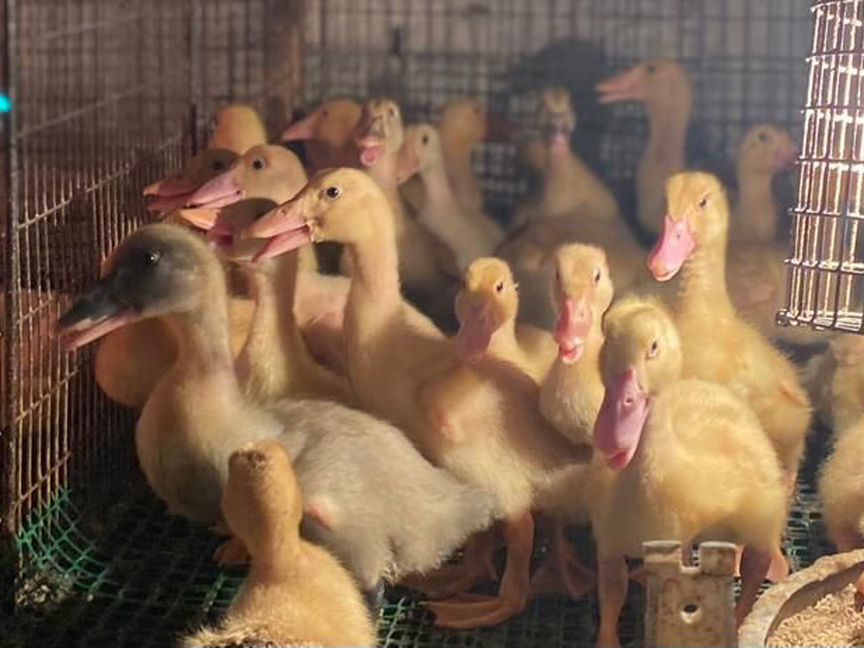 Утята башкирские гибрид,ст5