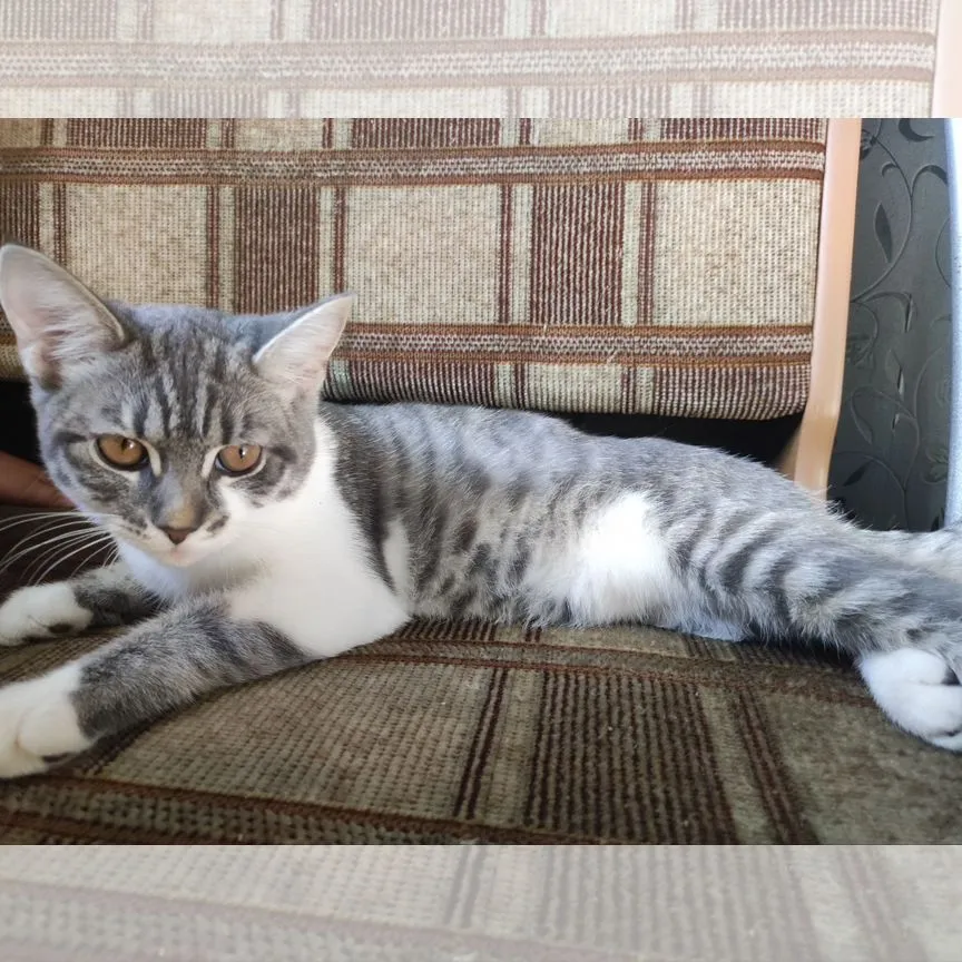 Отдам в добрые руки