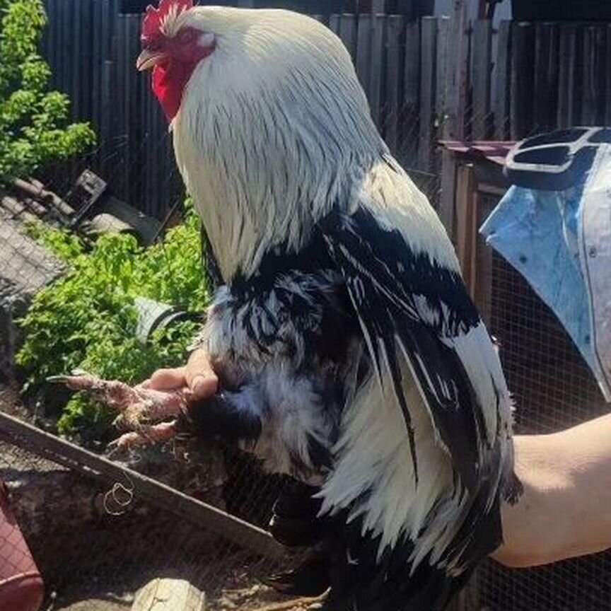 Продажа петухов