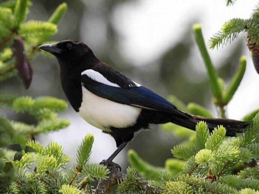 Птенец сороки