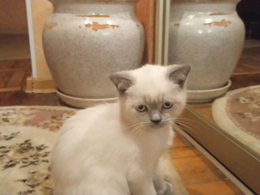 Шотладская кошка