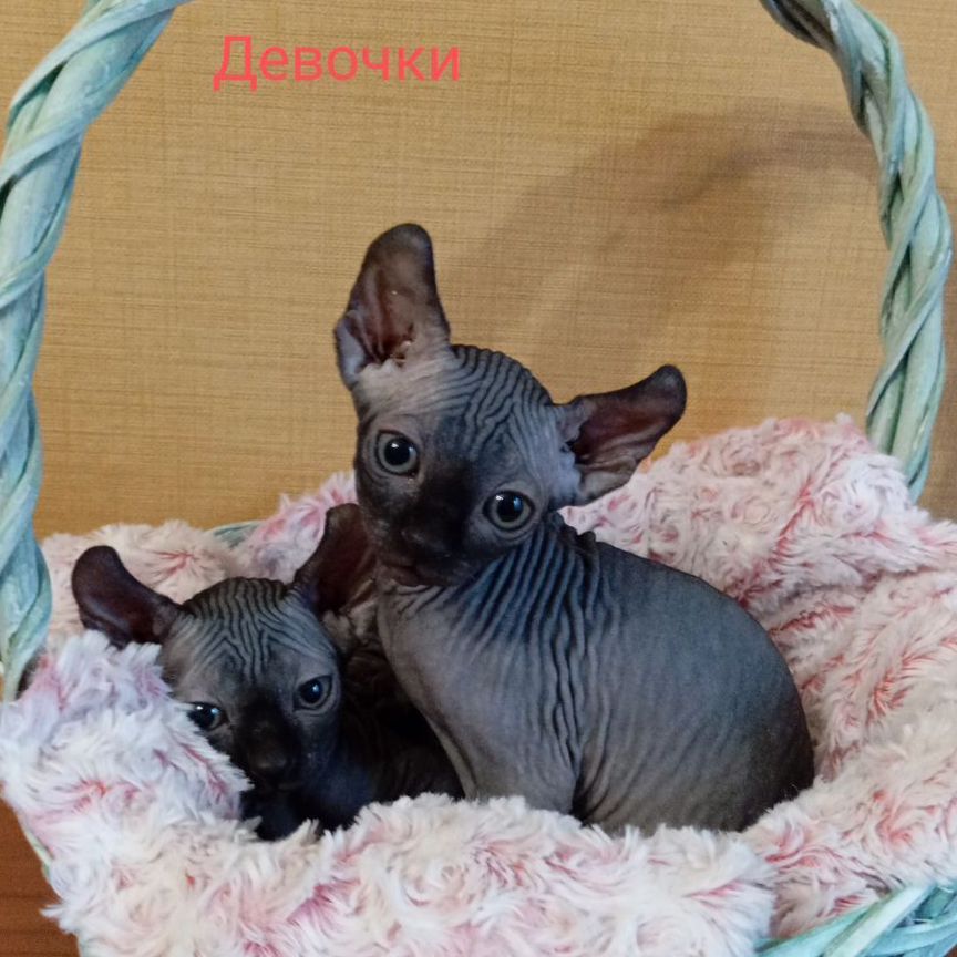 Канадский сфинкс котёнок