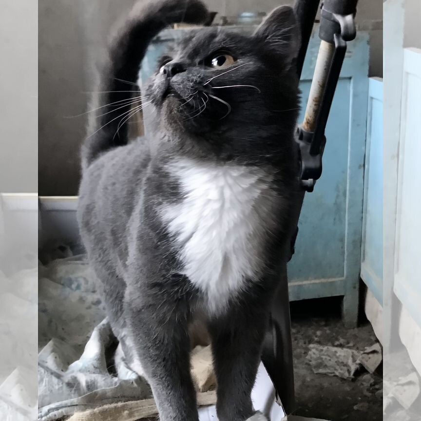 Котёнок в добрые руки