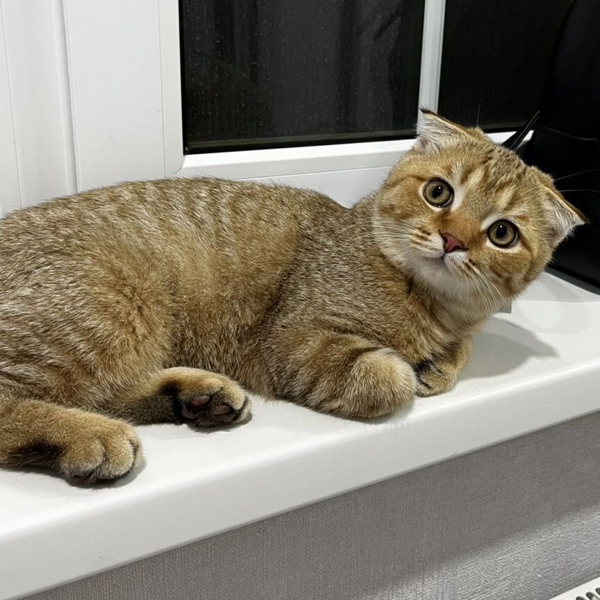 Шотландский котенок