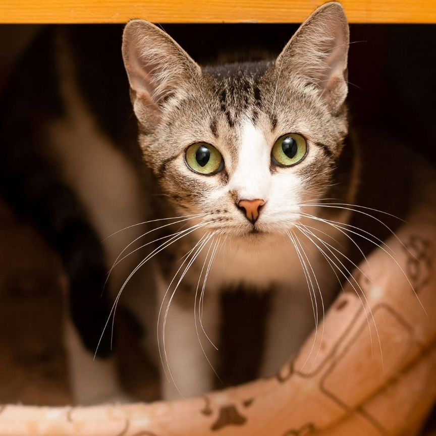 Взрослая, кошка в добрые руки