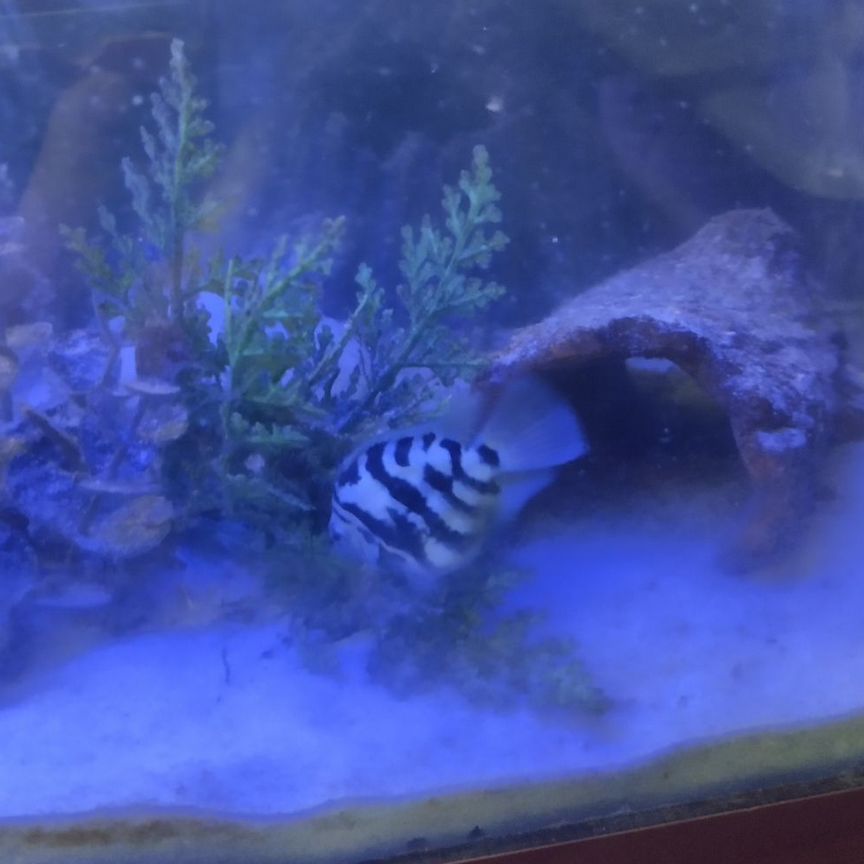 Аквариумные рыбки цихлиды