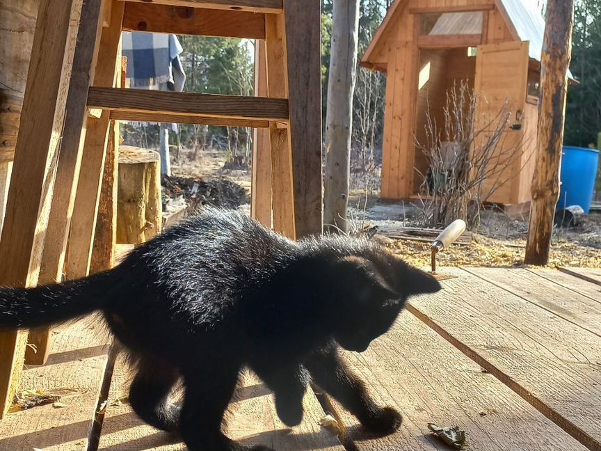 Кошечка 2 месяца