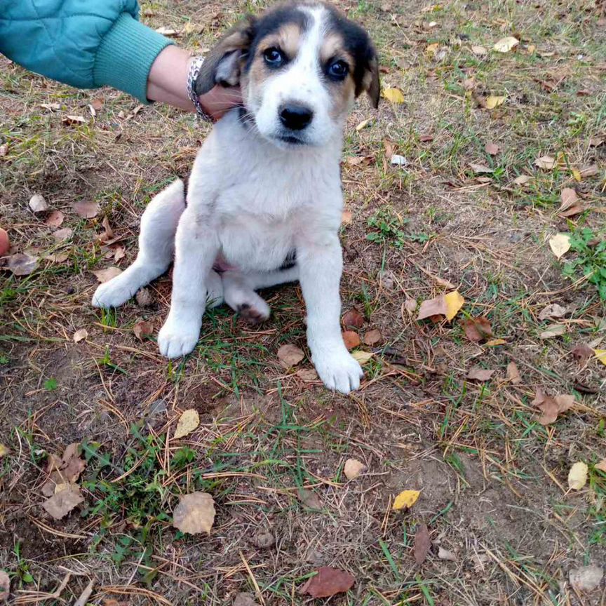 Собака в добрые руки