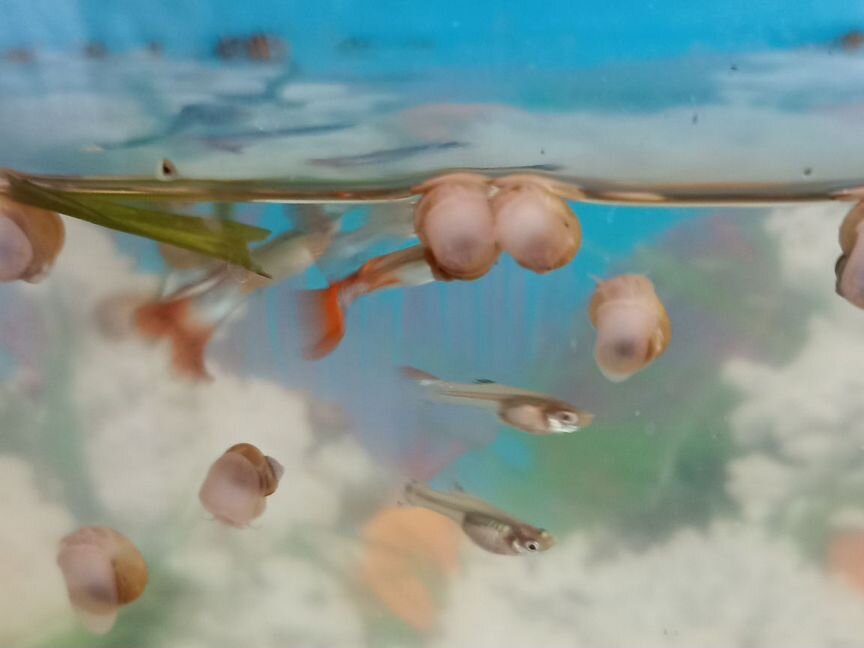 Улитки аквариумные ампулярии