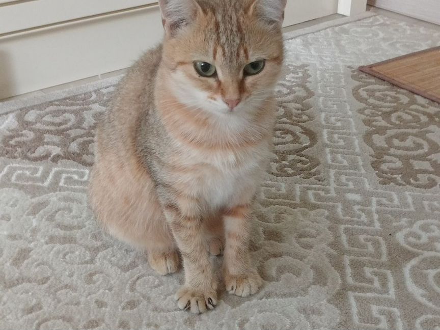 Кошка