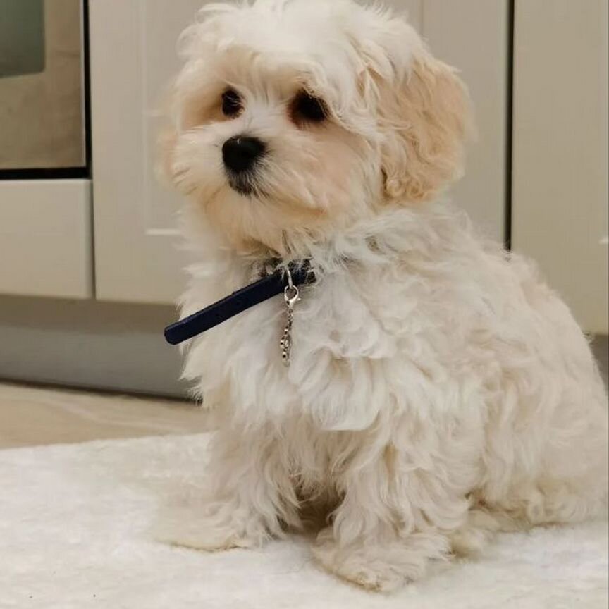 Мальтипу, щенок