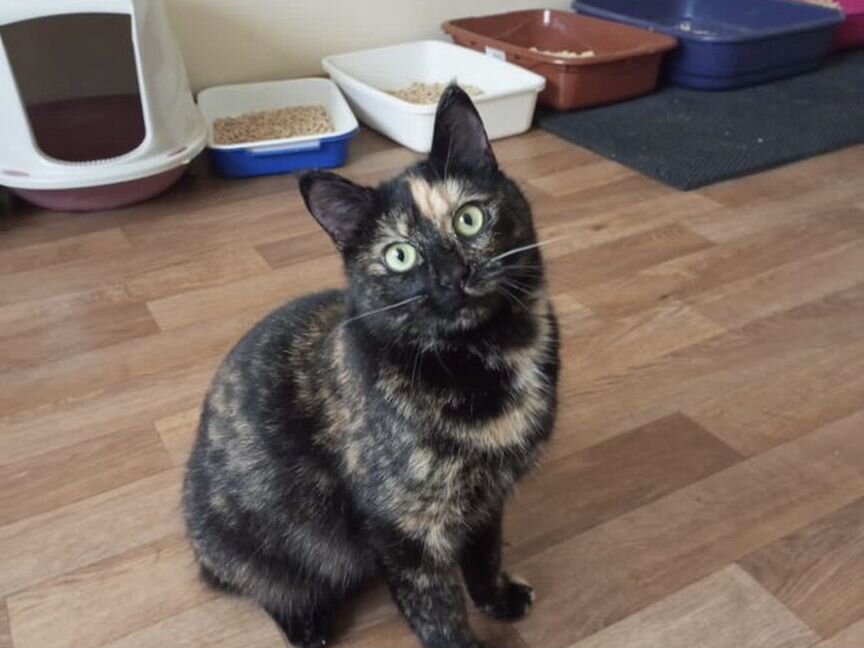 Ася Кошка трёхцветка стерильна, привита