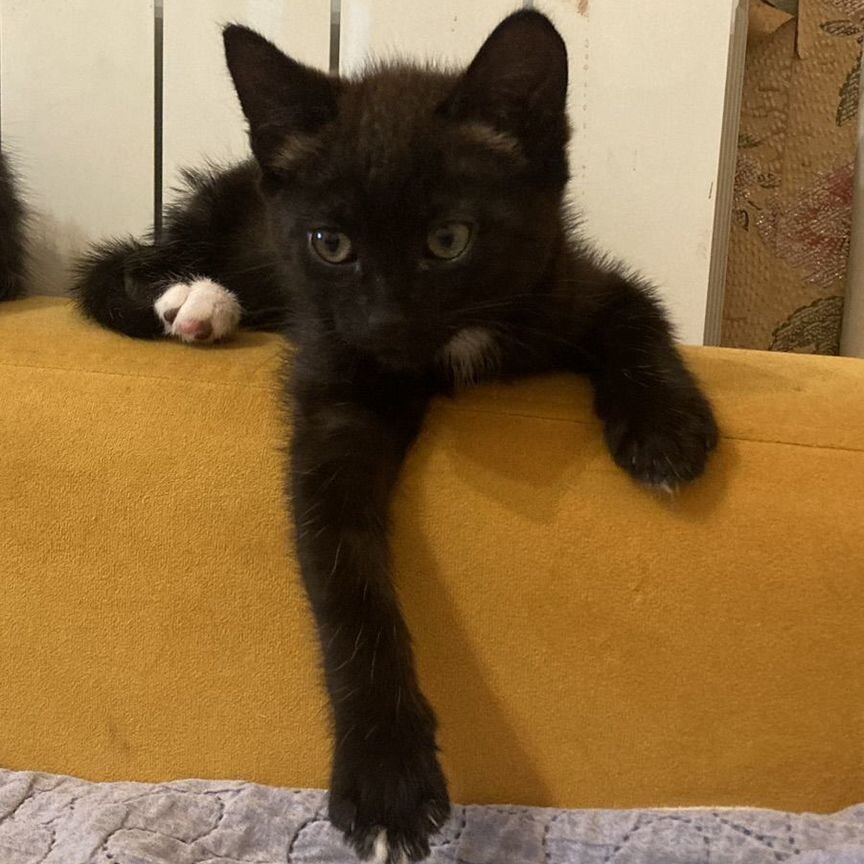 Котёнок в добрые руки