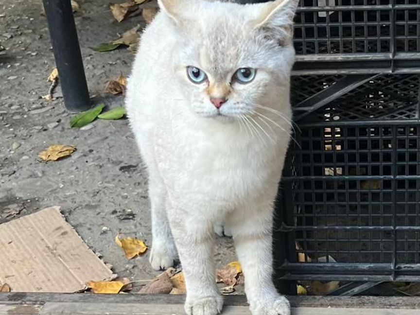 Кошка