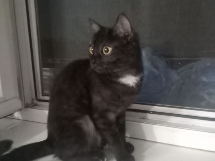 Кошечка с нелёгкой судьбой