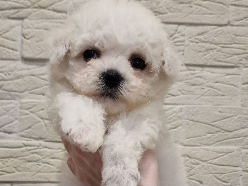 Бишон фризе мини девочка