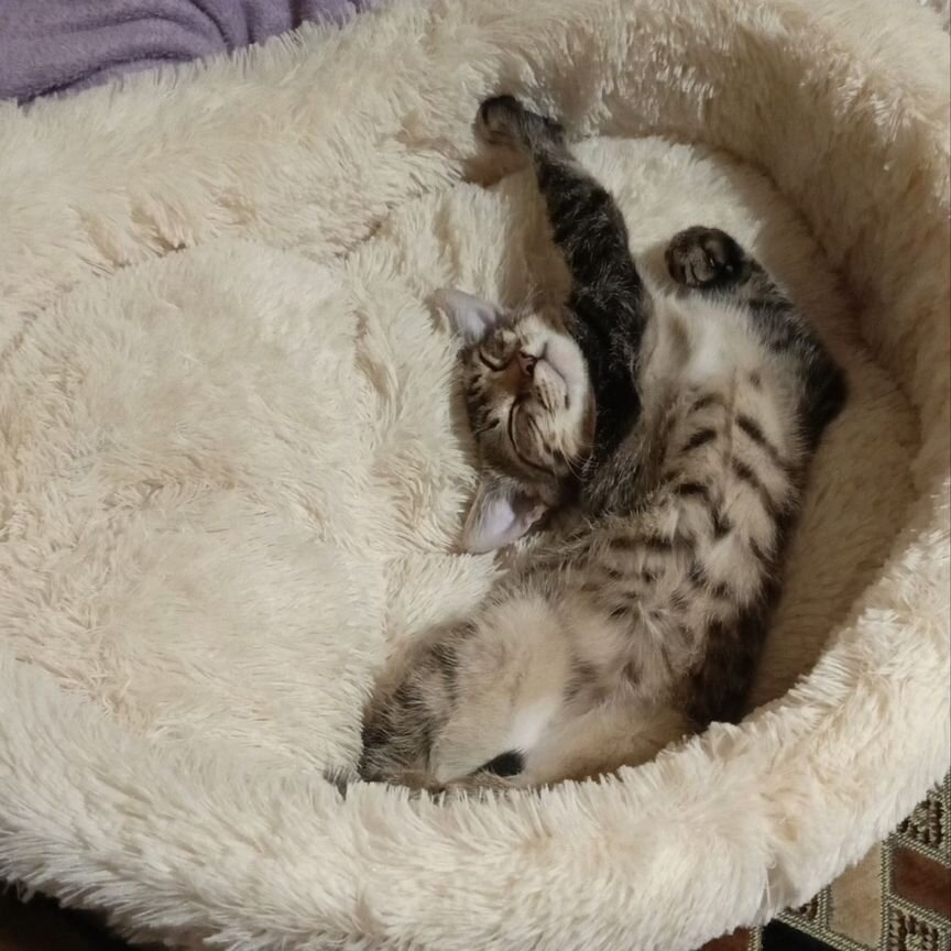 Лежанка для кошек