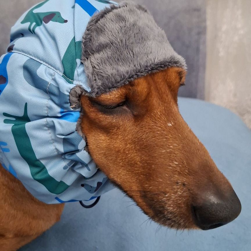 Шапка для собак. Новая