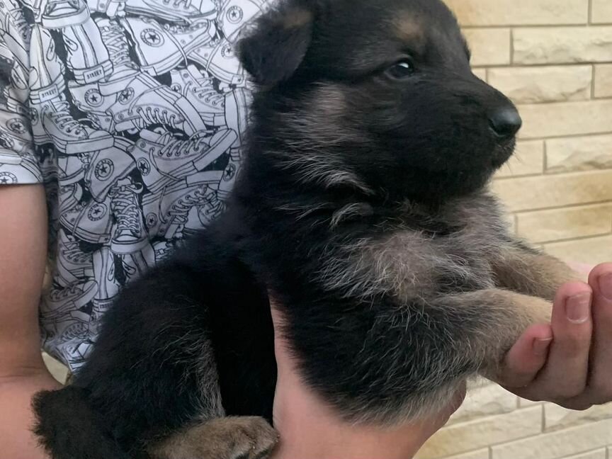 Восточно европейская овчарка