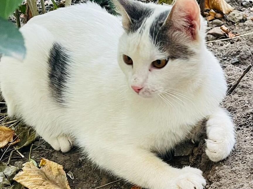 Просто котейка