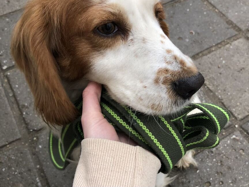 Найдена собака спаниель