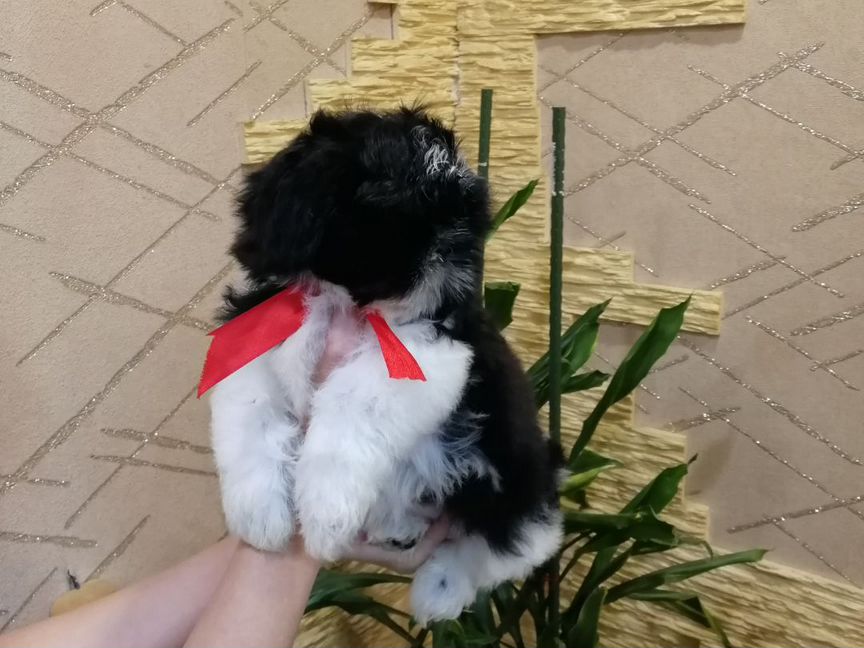 Породная малышка