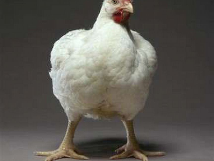 Куры бройлеры тушки