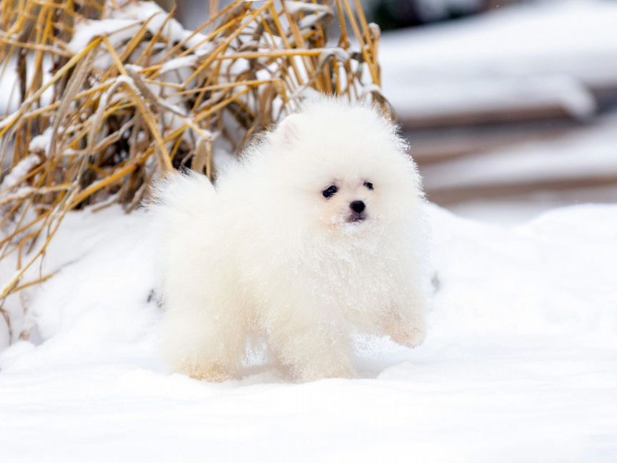 Белые шикарные щенки шпица