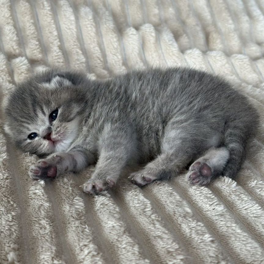 Британский короткошёрстный котёнок