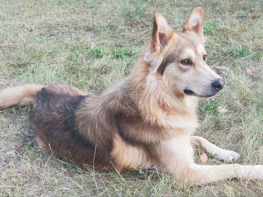 Собака охотник ответственному хозяину