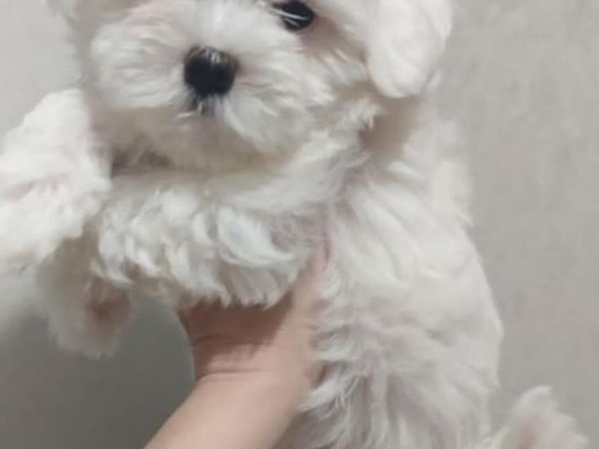 Мальтезе щенок