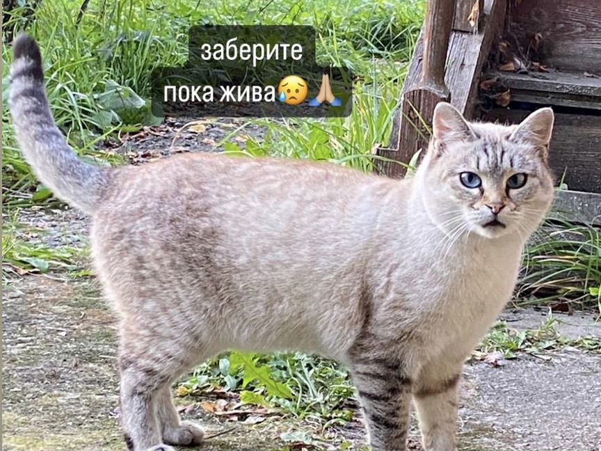 Породистая молодая кошка