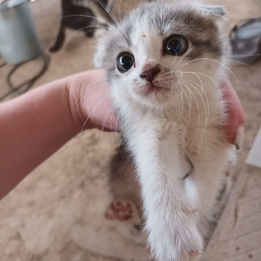 Продам котенка вислоухово