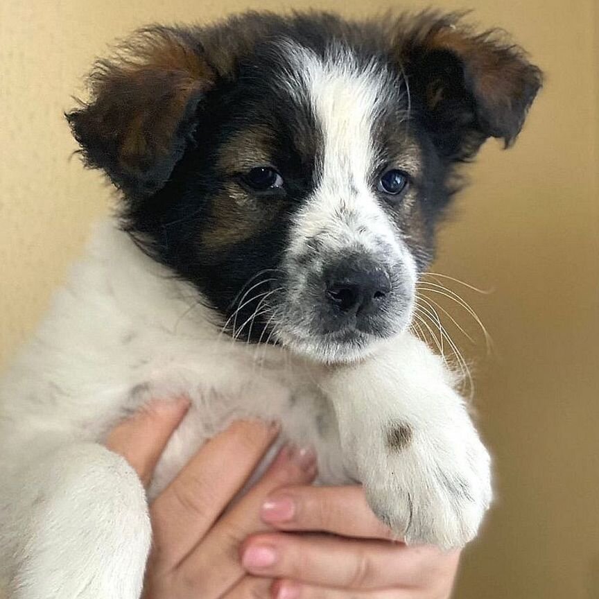 Щенок в добрые руки