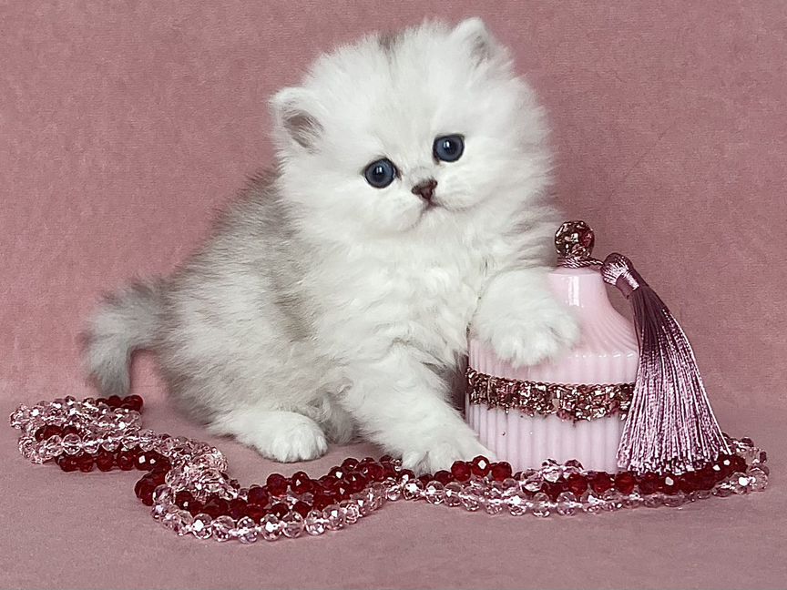 Персидская шиншилла