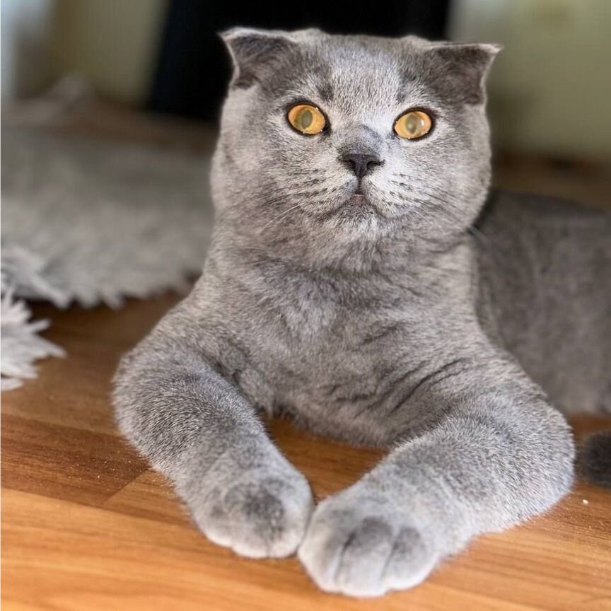 Шотландская вислоухая