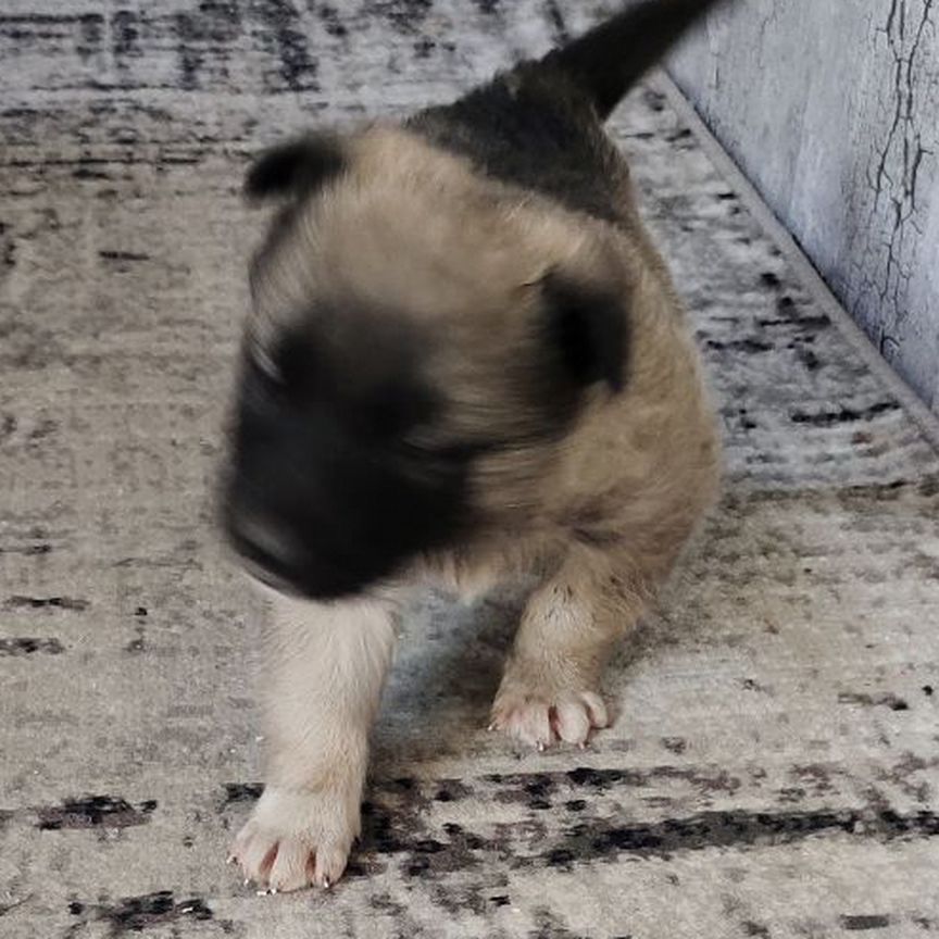 Немецкая овчарка, щенок