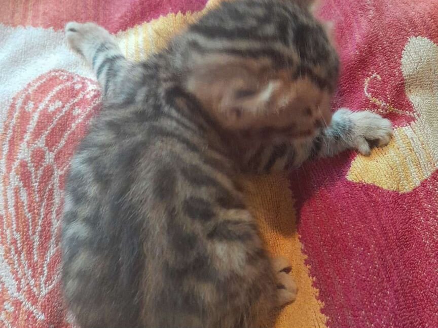 Бенгальские котята