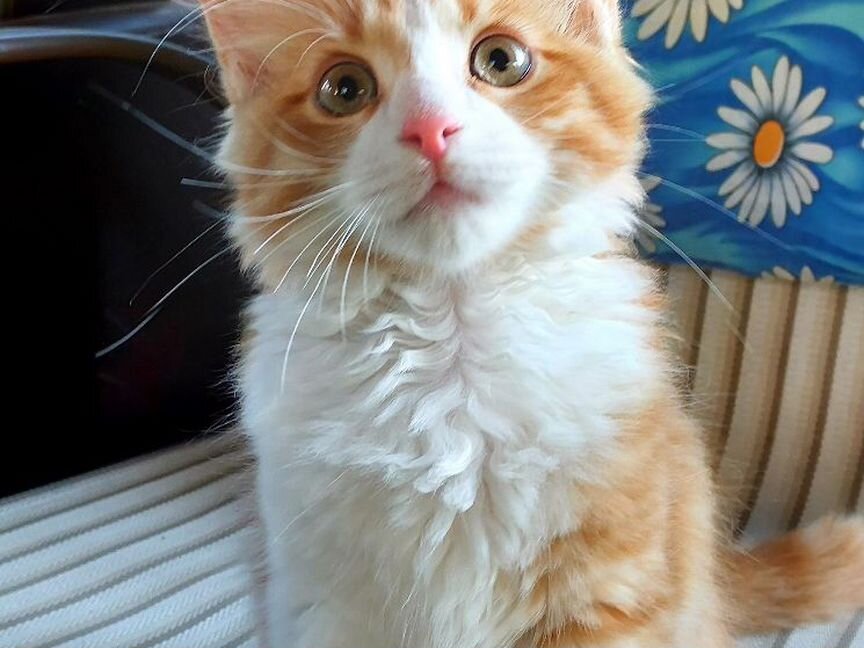 Сибирский рыжий котик