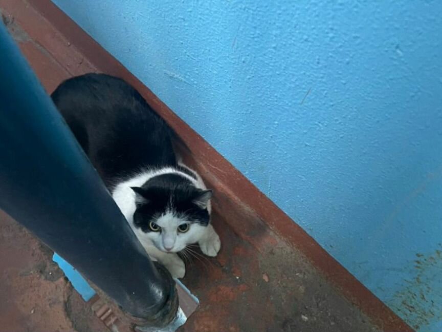 Котейка в подъезде