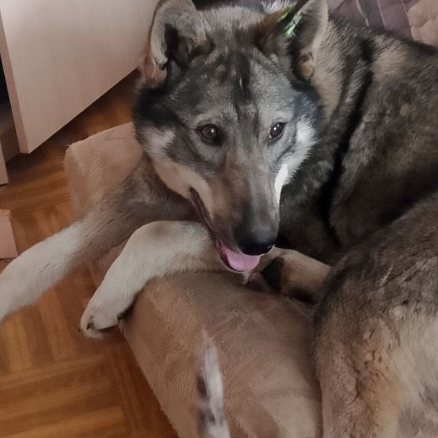 Взрослая собака в добрые руки