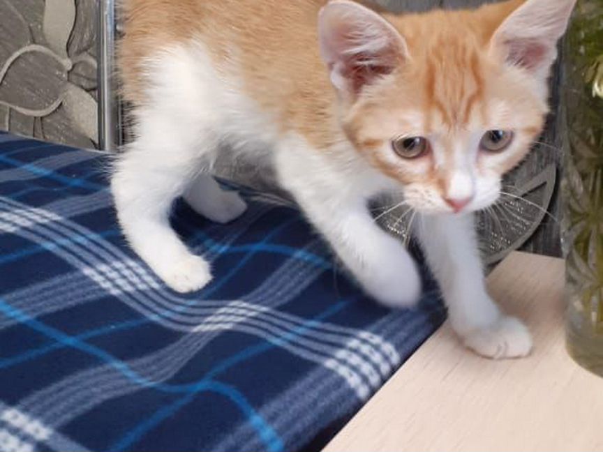 Котёнок Лисена