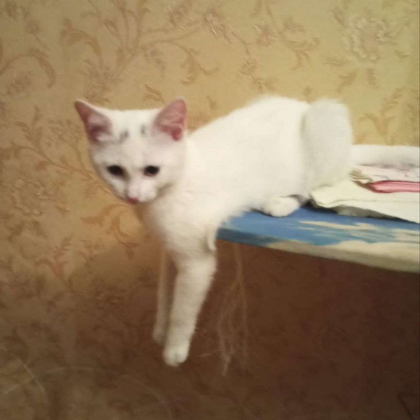 Нежная девочка Белочка ищет любящие руки