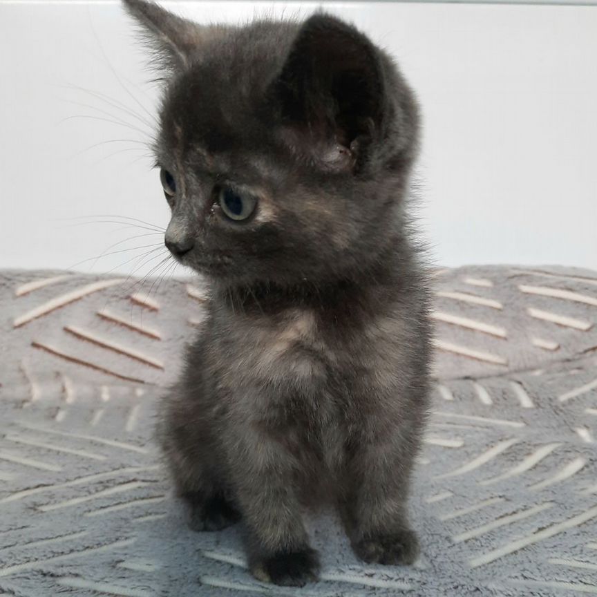 Котёнок в Ответственные руки (девочка)