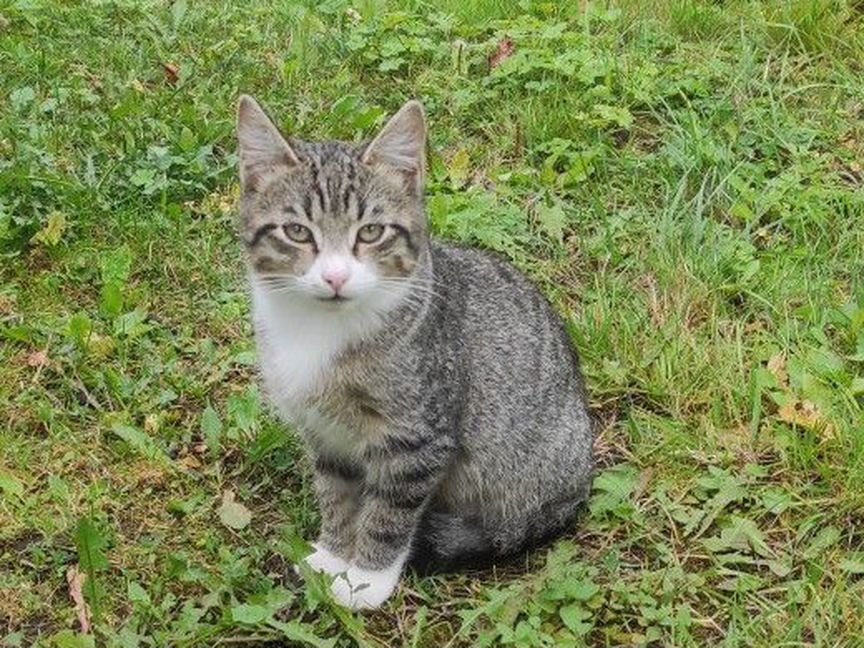 Котенок в добрые руки