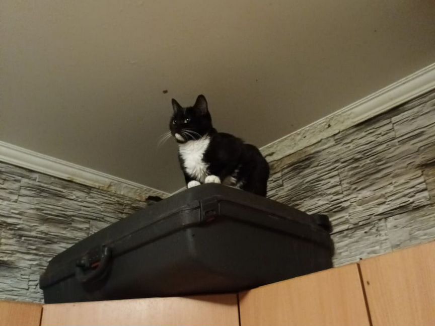 Кошка Маша ищет дом