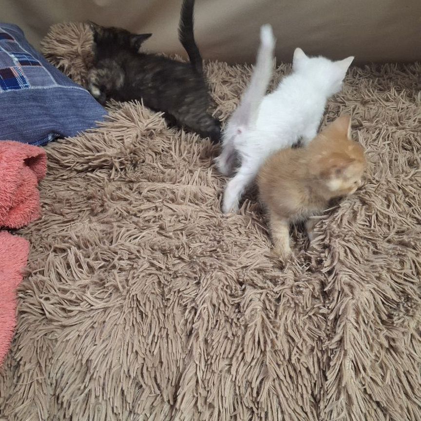 Котята в добрые руки