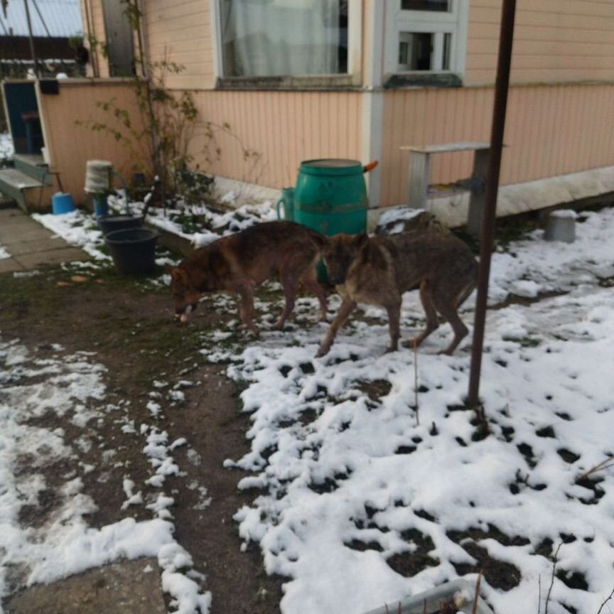 Собаки бесплатно в добрые руки