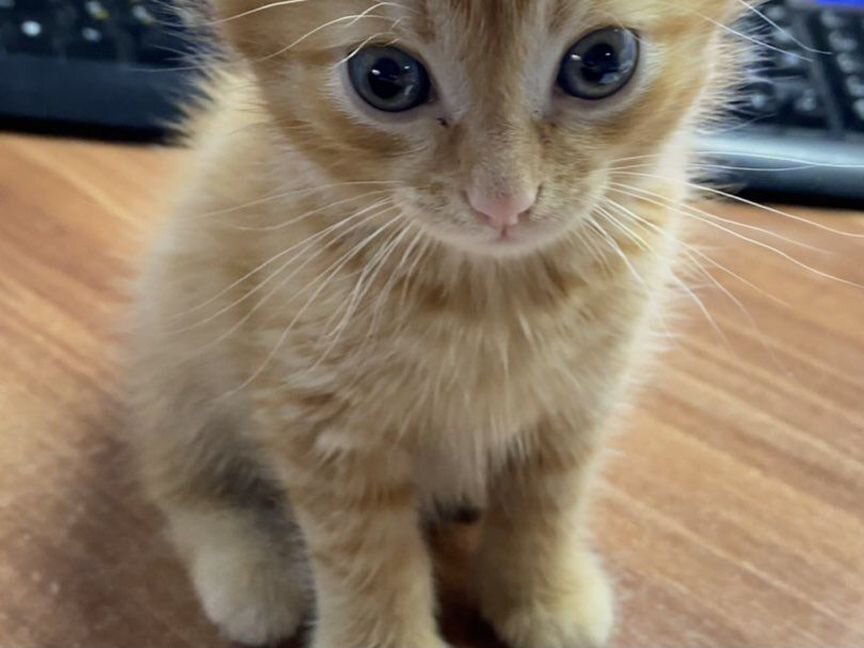 Рыжий котенок в добрые руки