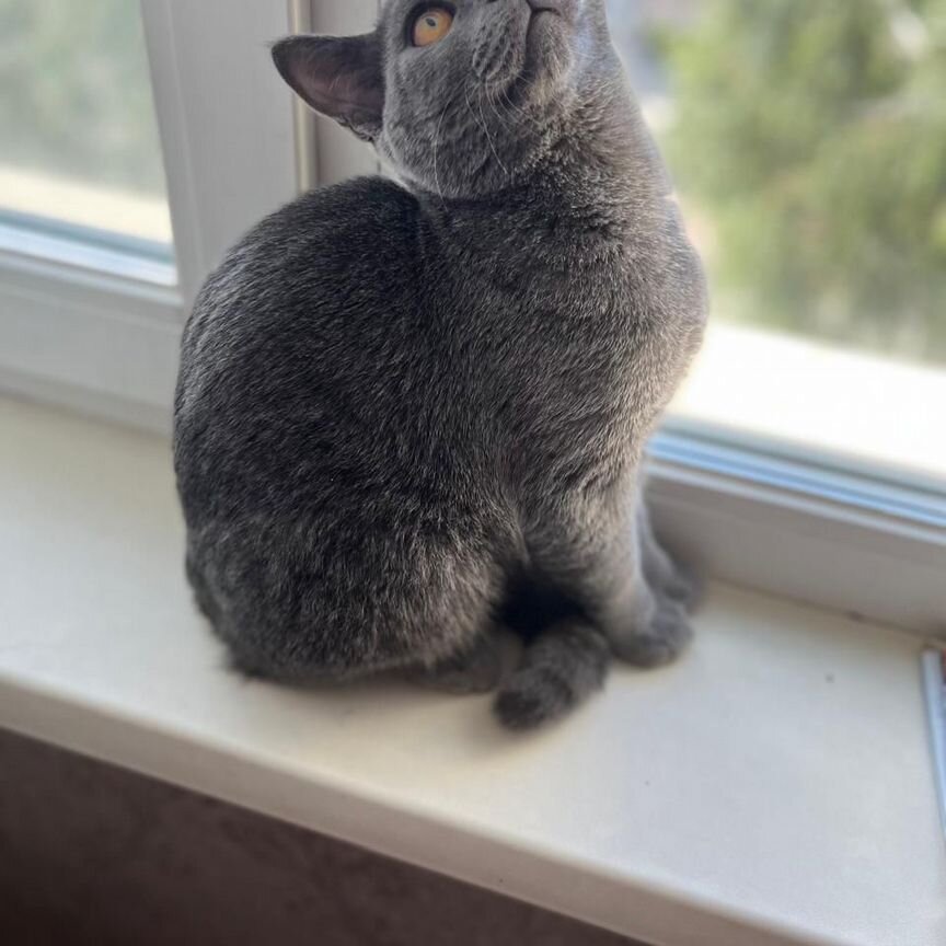 Британские котенок